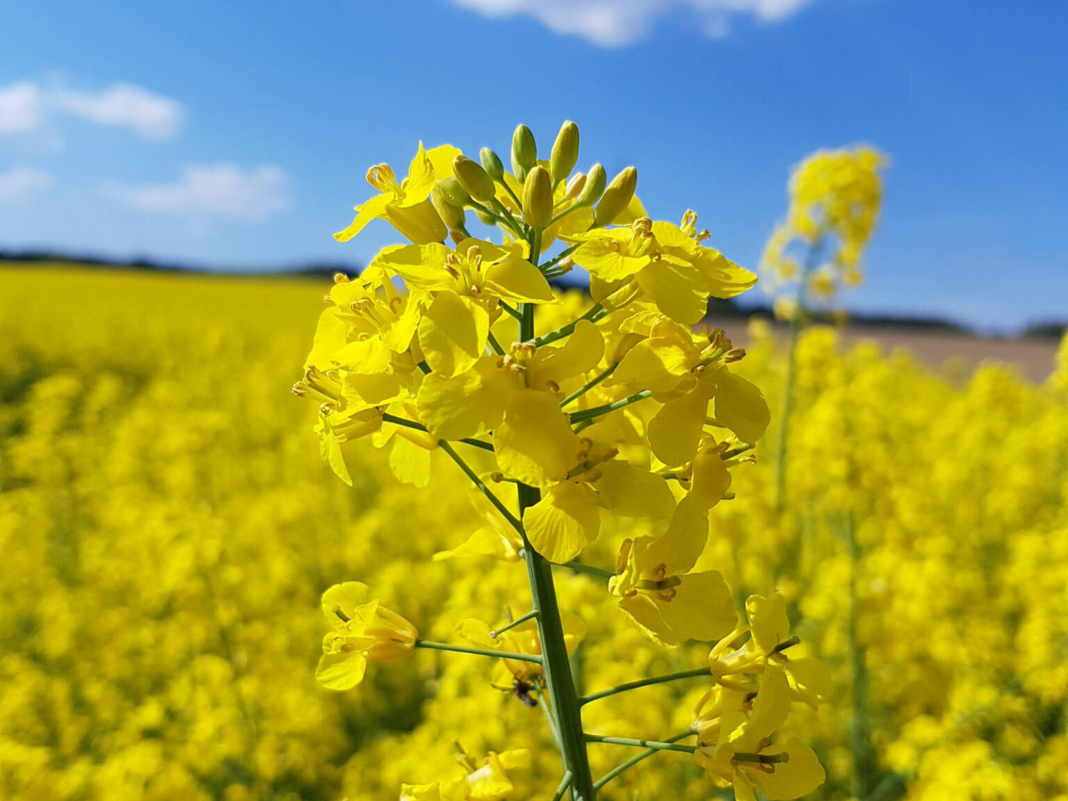 Raps - Erkennen und Nutzen » pflanzen-vielfalt.net