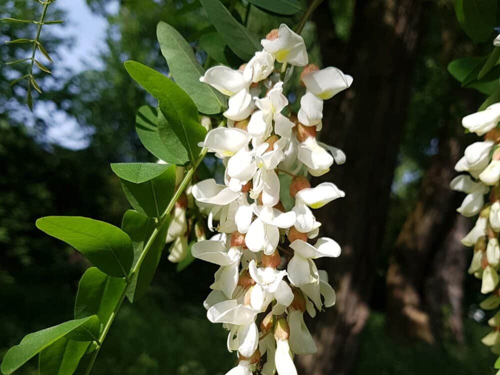 Baum- & Strauch-Blütenbestimmung » pflanzen-vielfalt.net
