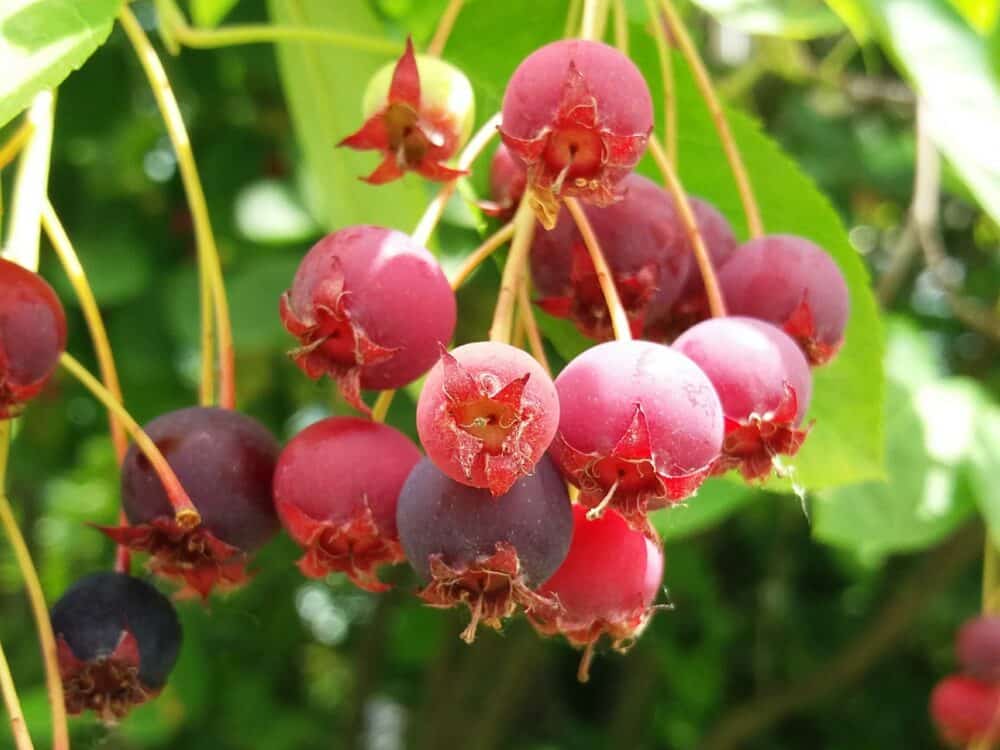 Baum- & Strauch-Früchtebestimmung » pflanzen-vielfalt.net
