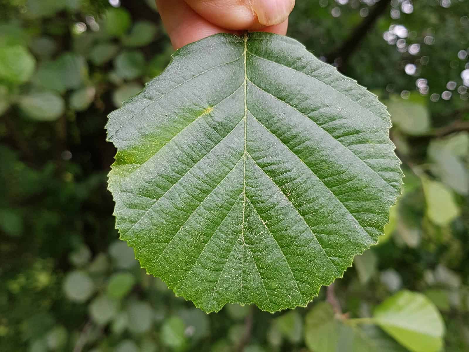 Unterschiede von Grau- & Schwarz-Erle » pflanzen-vielfalt.net