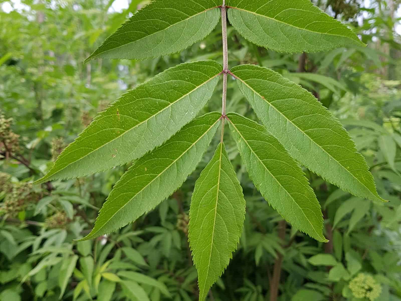 Holunder - Roter-Holunder - Bestimmung (schwach GIFTIG)