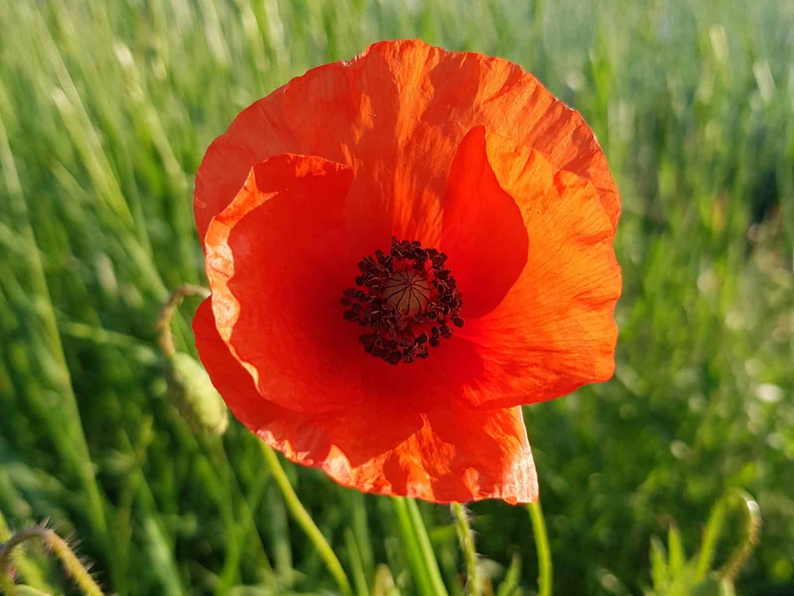 Klatschmohn - Wildpflanzen bestimmen & verwenden