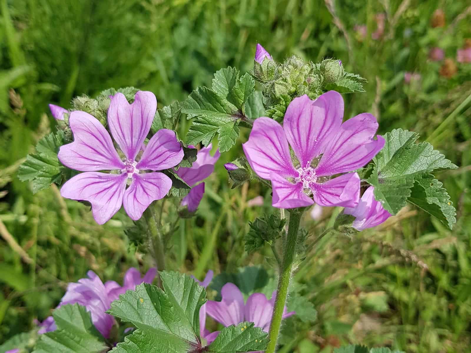 Malve - Wilde-Malve - Wildkräuter bestimmen & verwenden