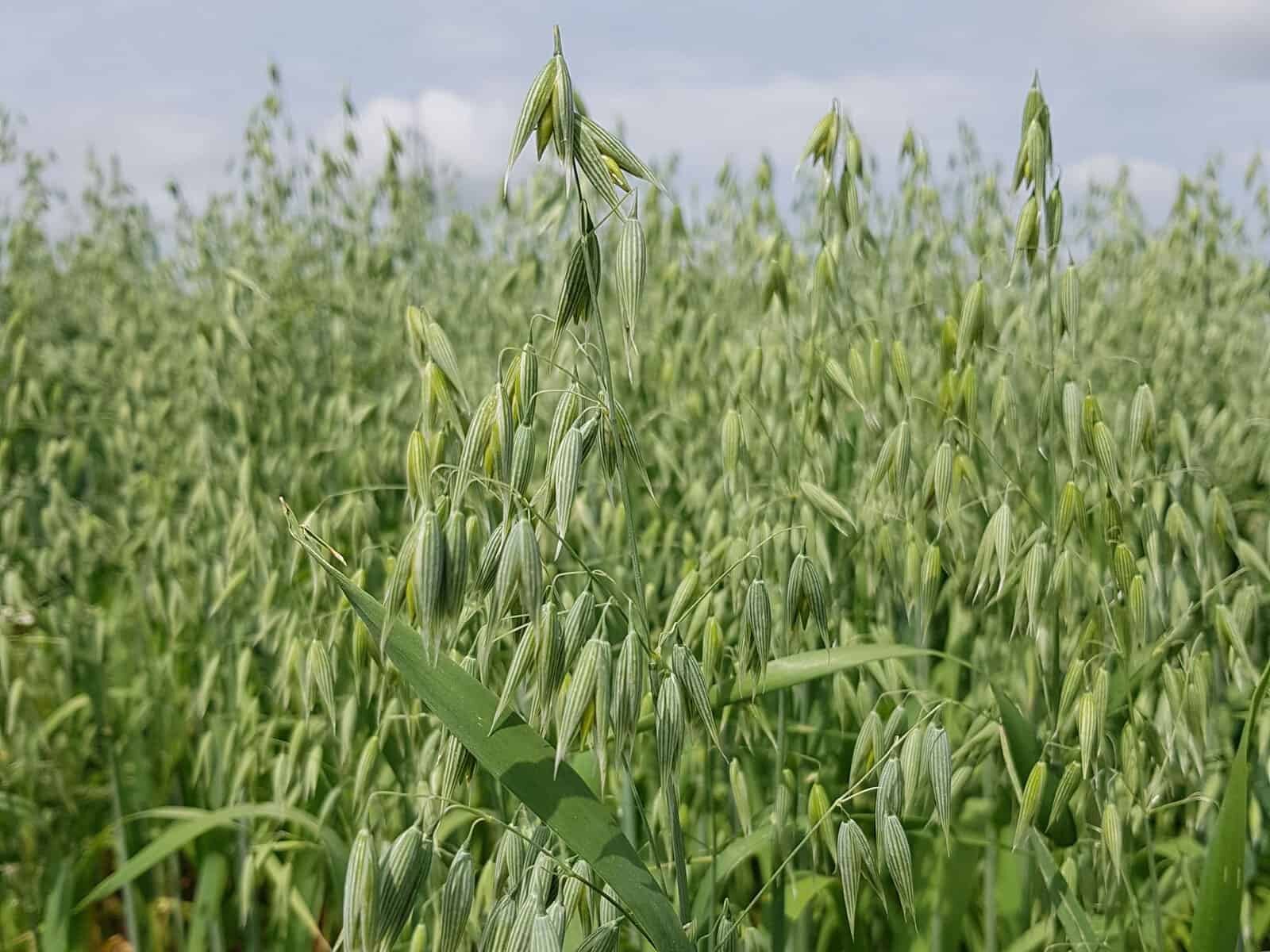 Hafer - Saat Hafer - Erkennen und Nutzen » pflanzen-vielfalt.net