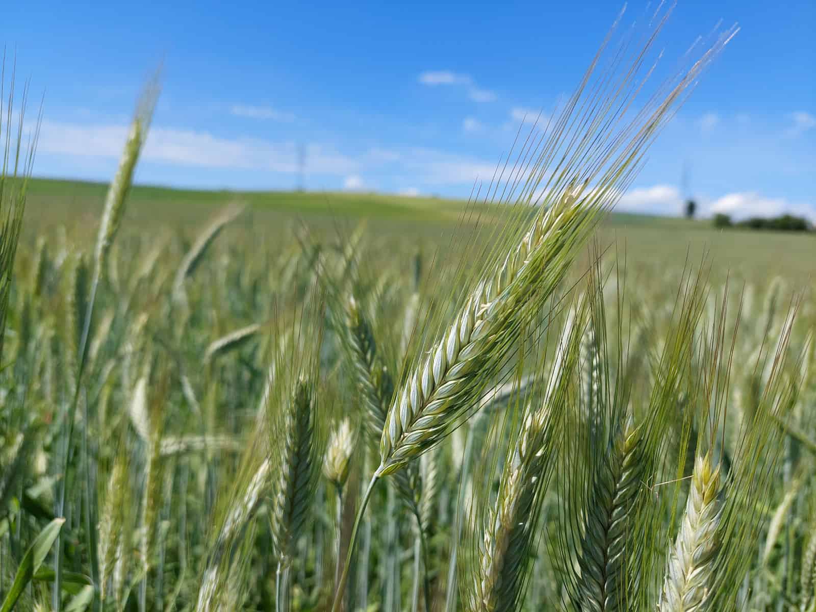 Triticale - Erkennen und Nutzen » pflanzen-vielfalt.net
