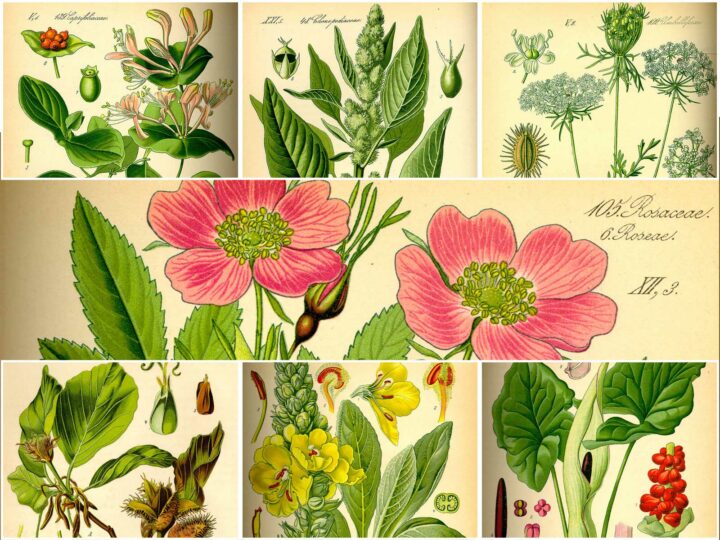 Amaryllisgewächse (Amaryllidaceae) » pflanzen-vielfalt.net